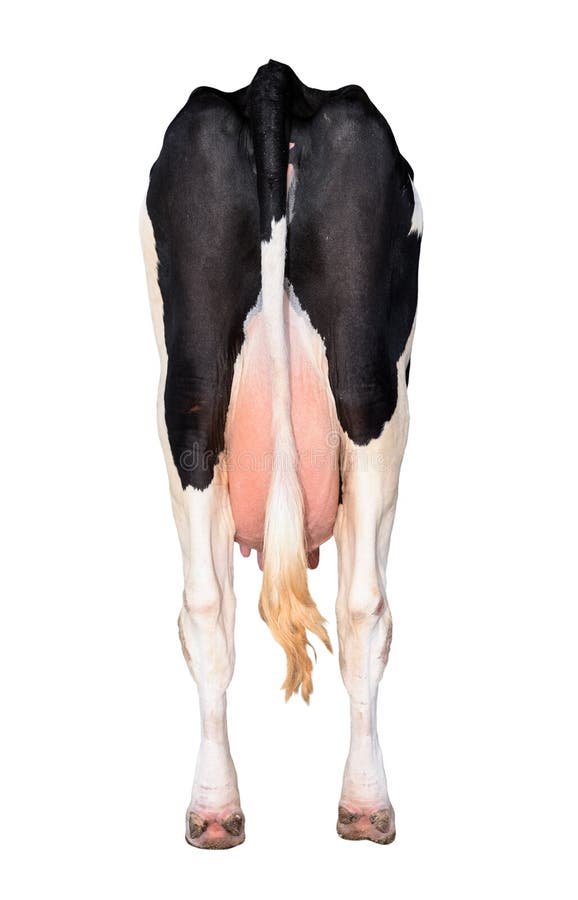 The Bottom and Tail of Standing Cow Stock Photo - Image of back, udder ...