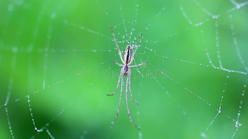 Bottom of Tiny Spider Sitting in Middle of Cobweb with Dew Water Drops ...