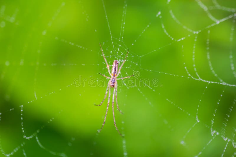 Bottom of Tiny Spider Sitting in Middle of Cobweb with Dew Water Drops ...