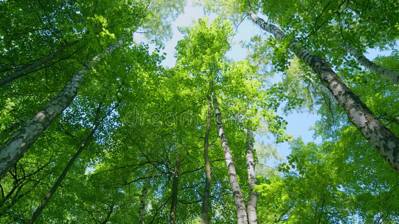 Bottom To Top of Trees Direction View Angle Scene. Lush Foliage on Tree ...