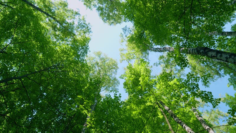 Bottom To Top of Trees Direction View Angle Scene. Lush Foliage on Tree ...