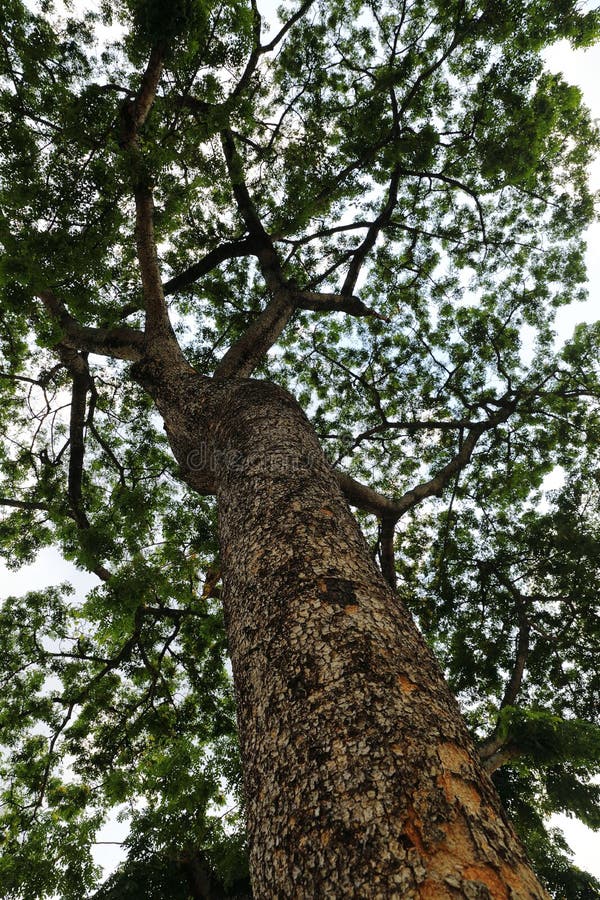Bottom To Top View of the Big Tree in Rain Forest Stock Photo - Image ...