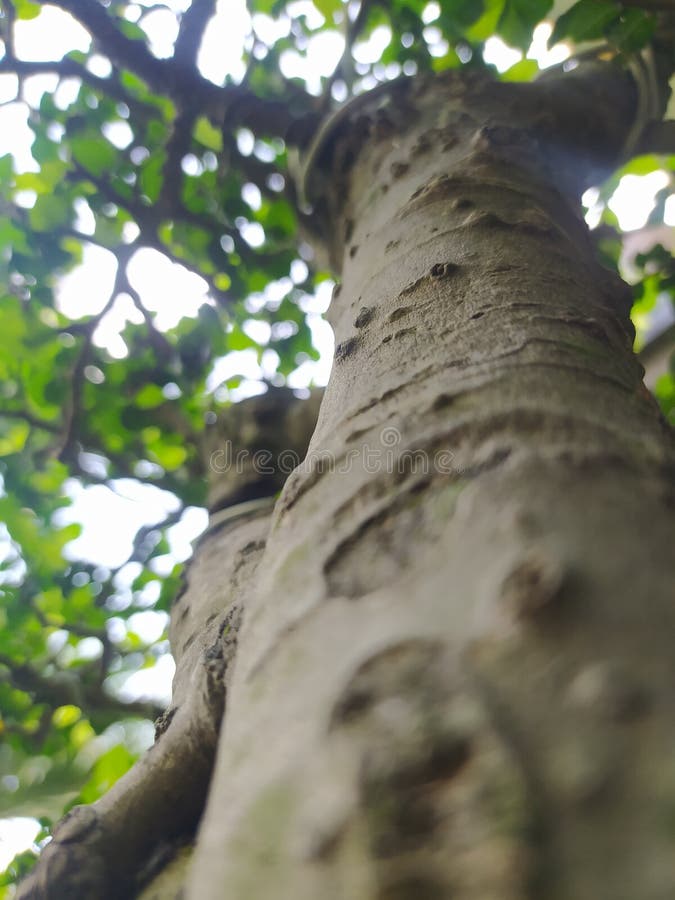 Bottom Tree stock photo. Image of branch, garden, wildlife - 251078308