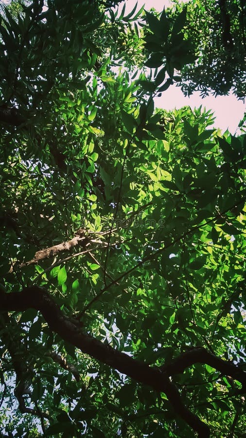 Bottom Tree Branch and Leaves View Image Stock Image - Image of tree ...