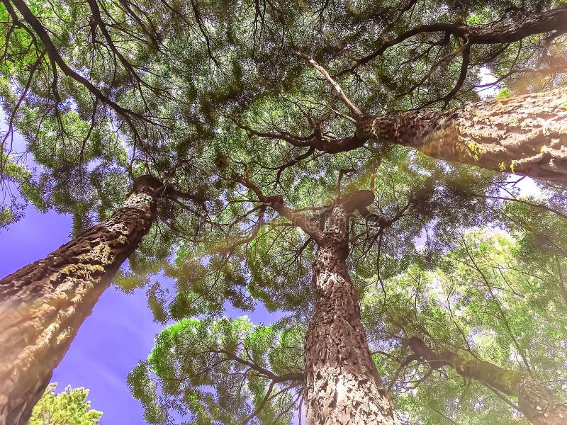 The Bottom Tree Branch, Tree Trunks Out of the Earth, Background Stock ...