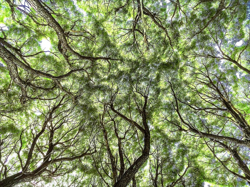 The Bottom Tree Branch Tree Trunks Out Of The Earth Background Stock Image Image Of Nature