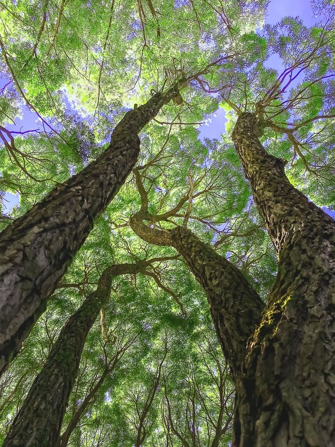 The Bottom Tree Branch Tree Trunks Out Of The Earth Background Stock Image Image Of Branch