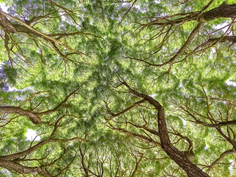 The Bottom Tree Branch, Tree Trunks Out of the Earth, Background Stock ...