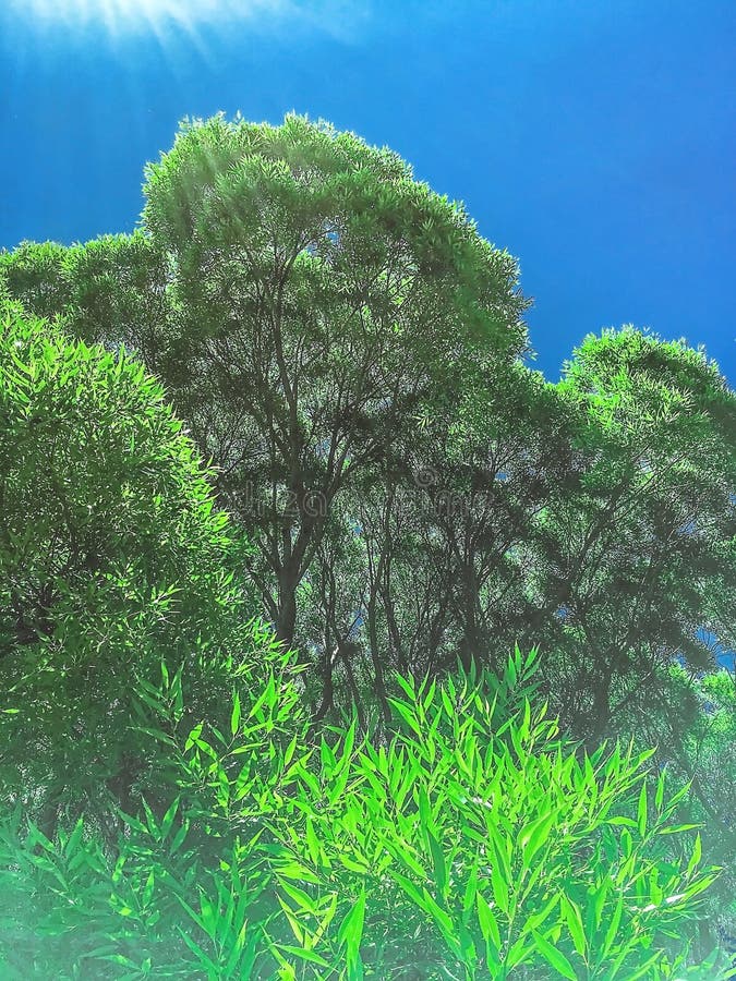 The Bottom Tree Branch, Tree Trunks Out of the Earth, Background Stock ...