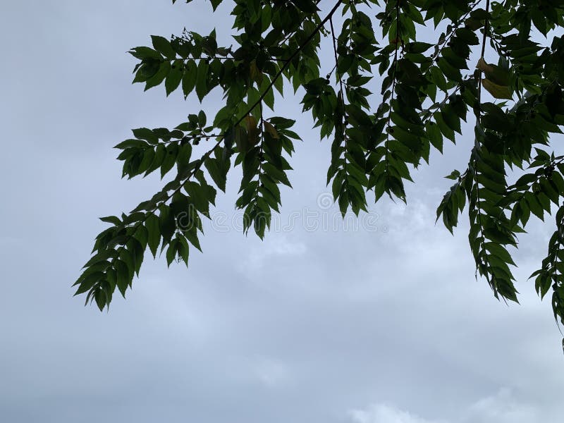 Bottom of a Tree Canopy, Looking Upward from the Below the Tree Stock ...