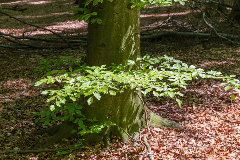Bottom of the Tree Trunk in Beech Forest in Springtime Stock Image ...