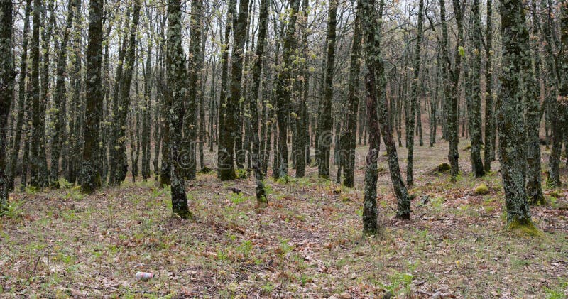 Bottom of Trees in a Forest Stock Image - Image of europe, floor: 250983169