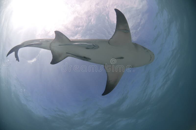 Circling shark stock photo. Image of shark, fish, angle - 21940642