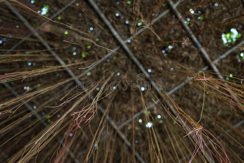 Bottom-up Angle of a Lot of a Root of Plants Stock Image - Image of ...