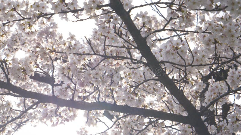 BOTTOM UP Budding Cherry Tree Branches Stretch Over the Foggy Spring ...