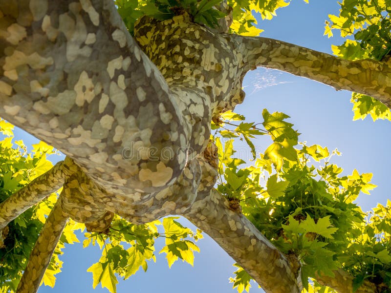 Bottom Up View Along a Big Tree Stock Image - Image of leaves, bright ...