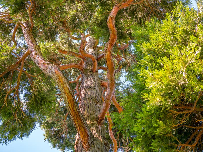 Bottom Up View Along a Big Tree Stock Photo - Image of green, season ...