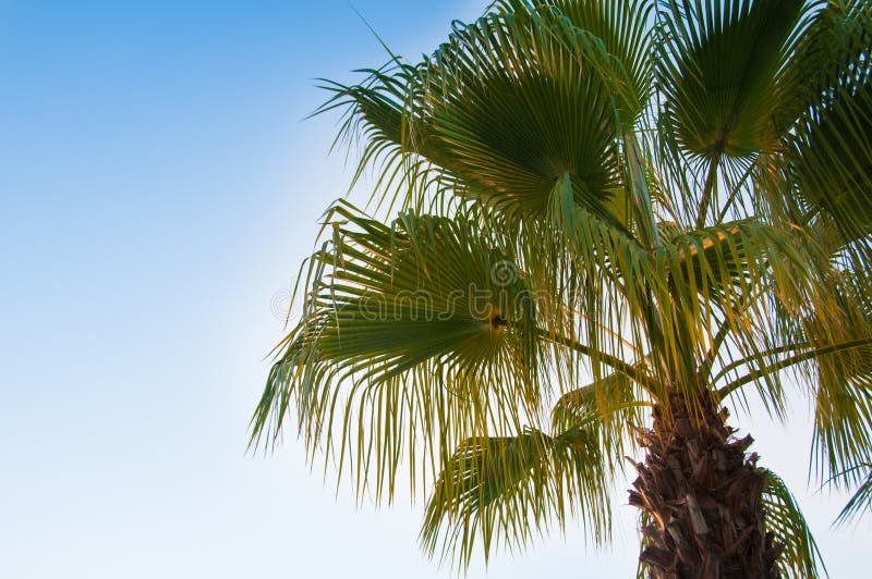 Bottom-up View of a Beautiful Palm Stock Image - Image of blue, lush ...