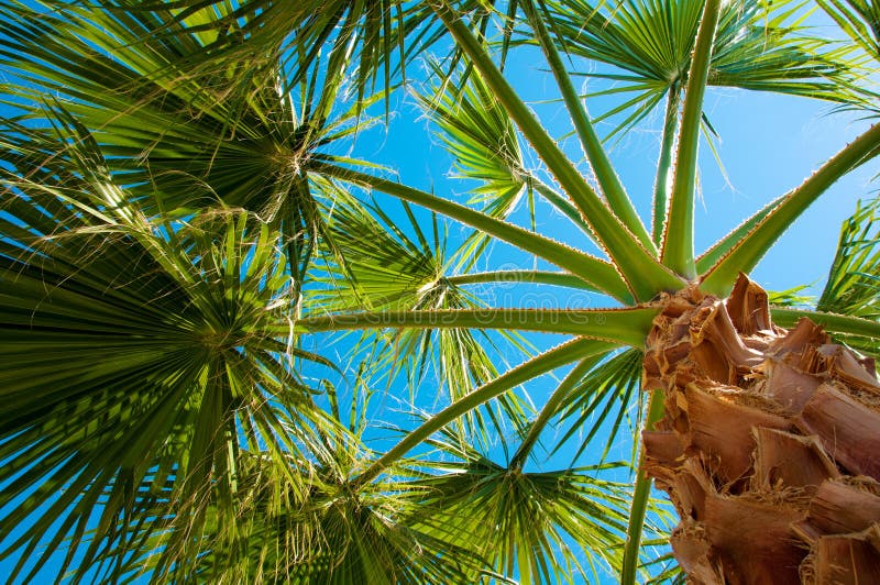Bottom-up View of a Beautiful Palm Stock Image - Image of holiday, palm ...
