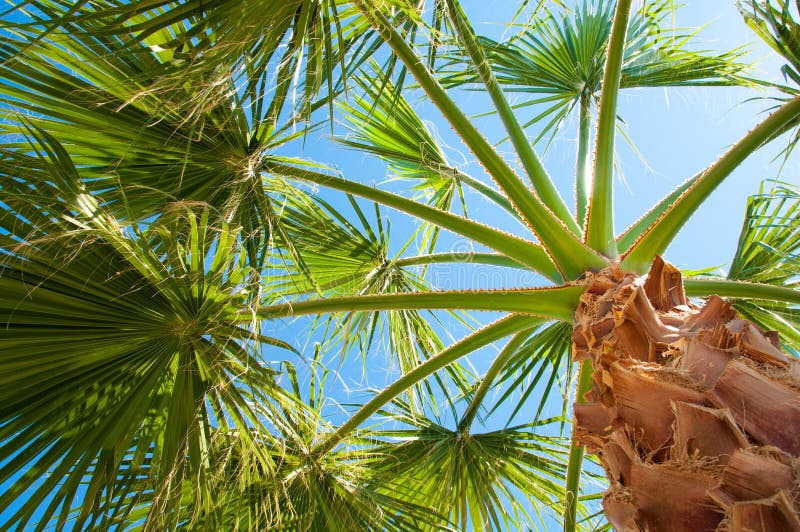Bottom-up View of a Beautiful Palm Tree Stock Photo - Image of outdoor ...