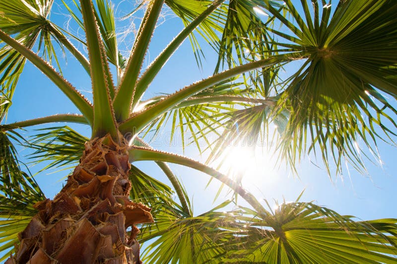 Bottom-up View of a Beautiful Palm Tree Stock Image - Image of exotic ...