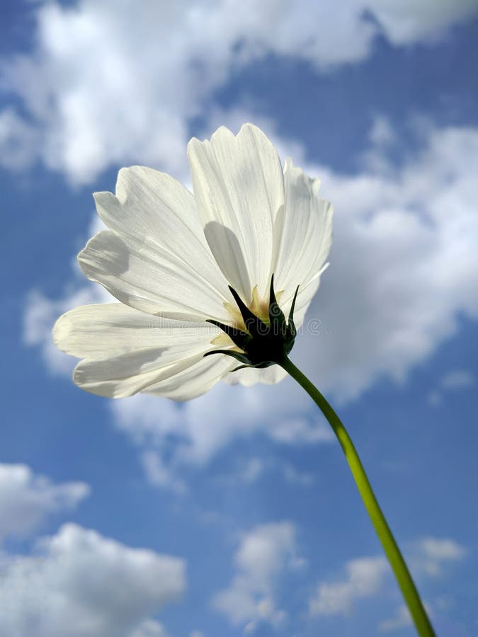 Bottom-up View of a Beautiful White Flower Stock Image - Image of color ...