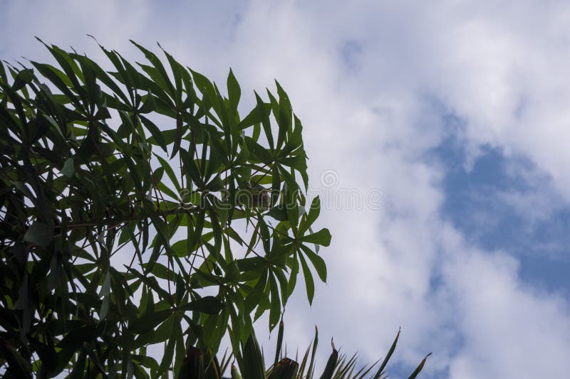 Bottom Up View of Chaya Tree with Cloudy Sky Stock Photo - Image of ...
