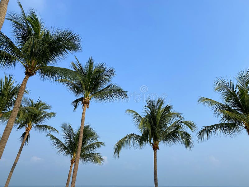 Bottom Up View Coconut Palm Trees on Blue Sky Background Stock Image ...