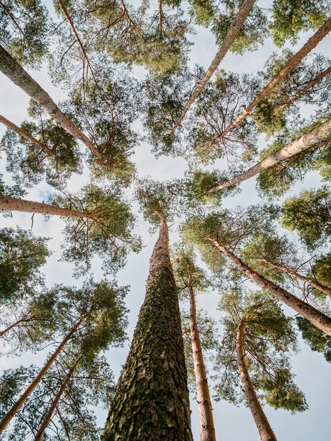 Bottom Up View in a Forest with Many Trees Stock Image - Image of ...