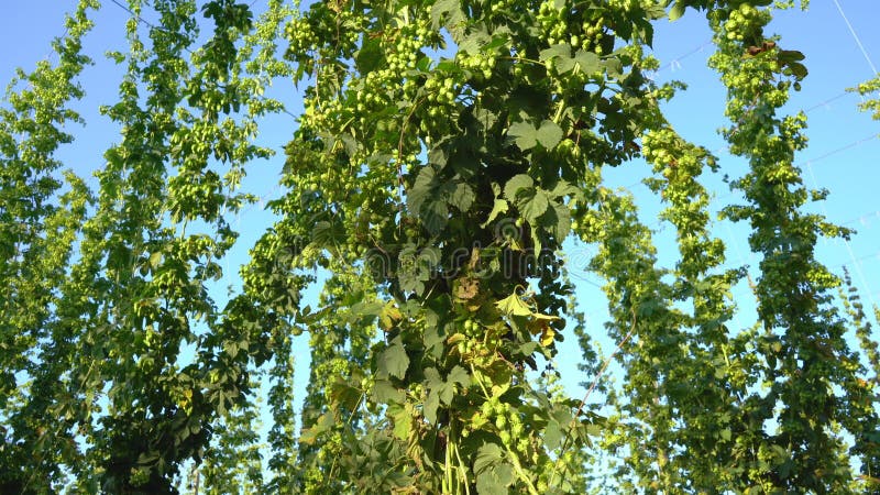 Bottom Up View of Hanging Branches of Ripe Hops Stock Video - Video of ...