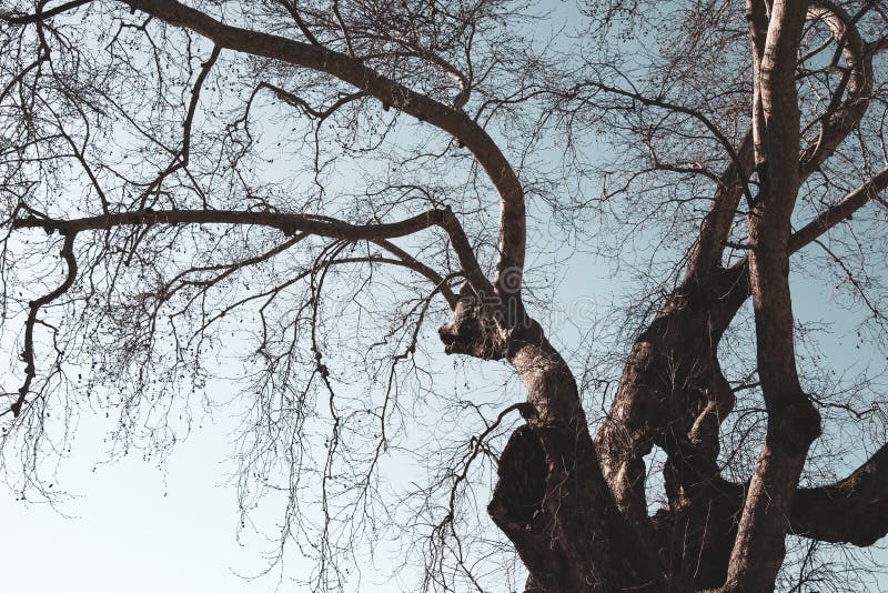 Bottom Up View of Large Tree Branches Stock Photo - Image of background ...