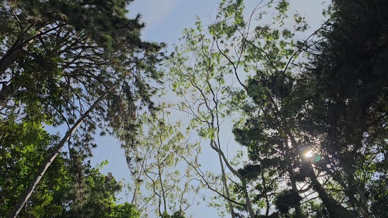 Bottom Up View of Lush Foliage of Tree with Sunlight. Tree Branches and Leaves Blowing in the ...