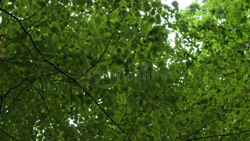 Bottom Up View of Lush Green Foliage of Trees of a Waving in Wind ...