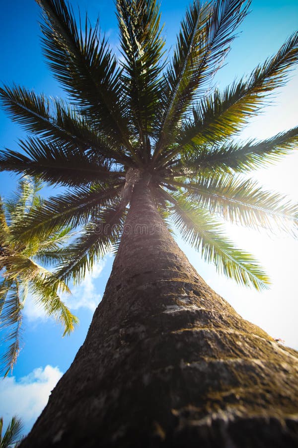 Up View of a Palm Tree on a Beautiful Day Stock Image - Image of branch ...