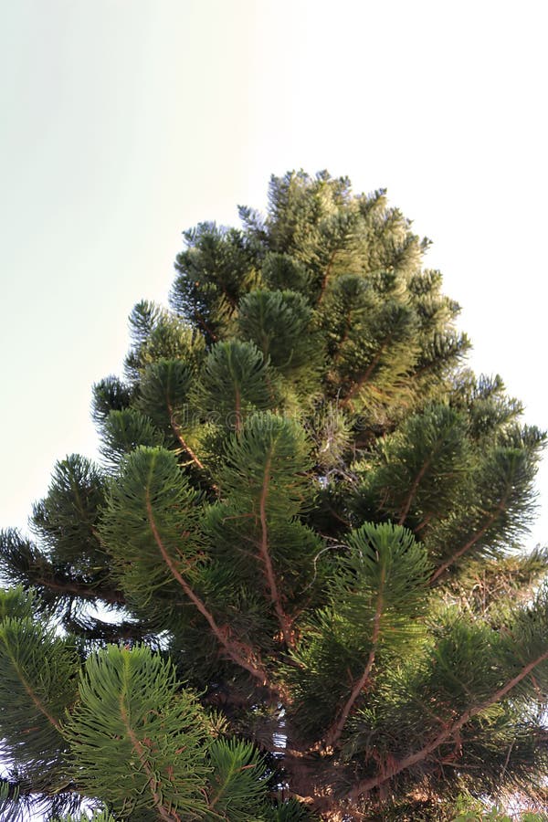 Bottom Up View of a Pine Tree in Israel Stock Photo - Image of israel ...