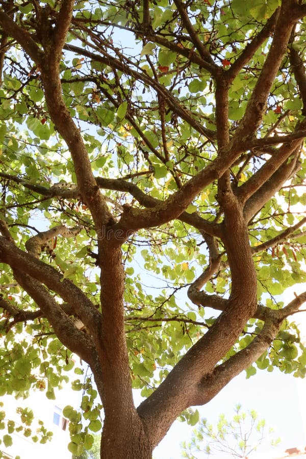 Tree Trunk, Branches and Leaves Stock Image - Image of plant ...