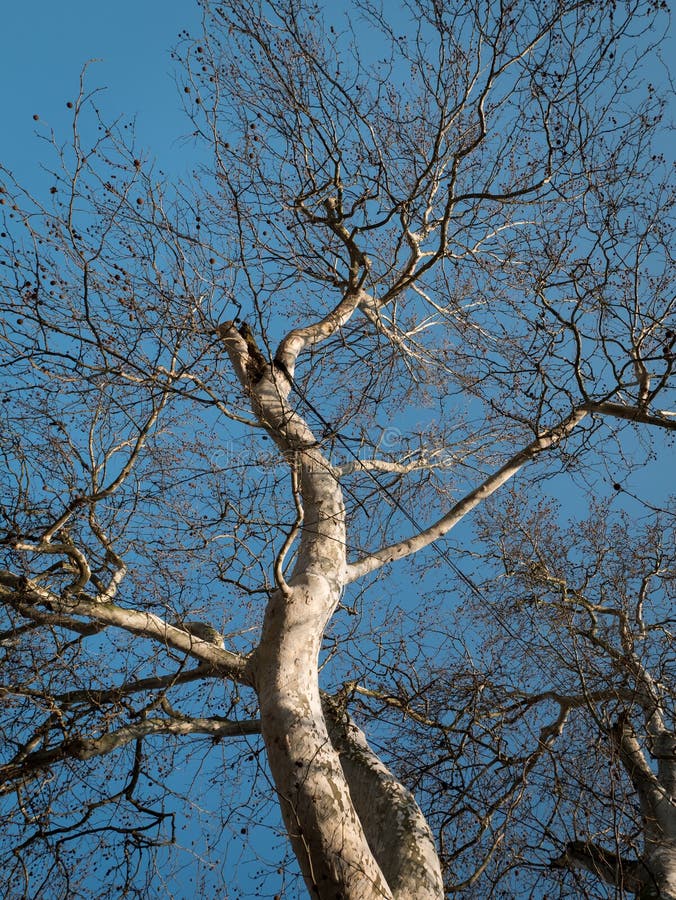 A Bottom-up View of a Willow Tree Bare, without Leaves Stock Photo ...