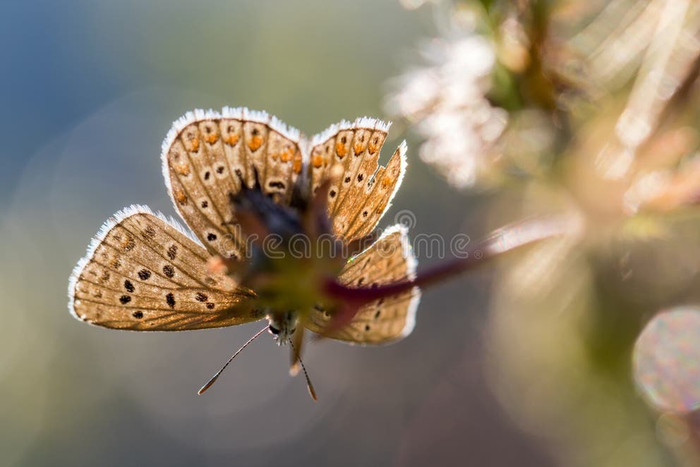 Bottom View on the Adonis Blue Polyommatus Bellargus Stock Photo ...
