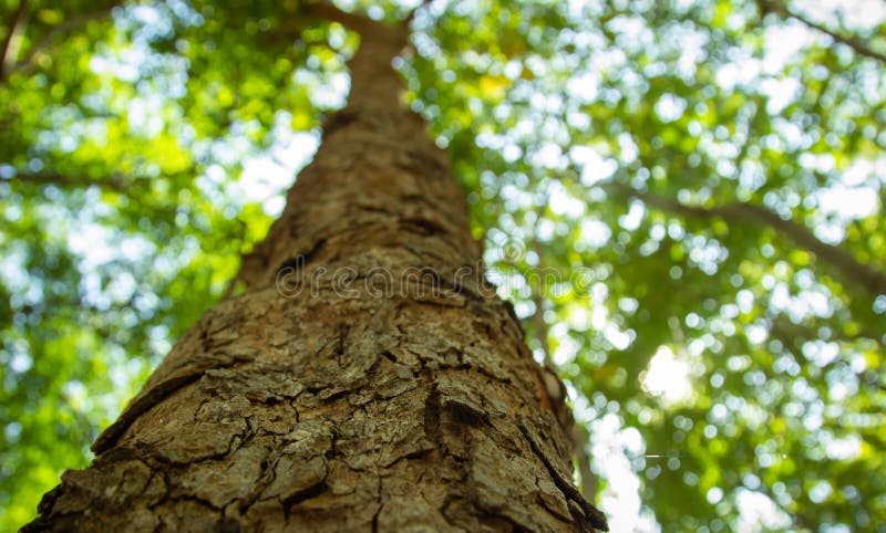 Bottom View, Along the Trunk, of the Blurred Fresh Green Foliage of a ...