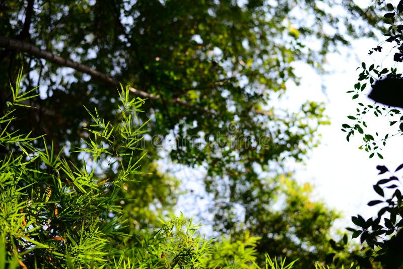 Bottom View of Bamboo Leaves on the Tropical Forest Stock Image - Image ...