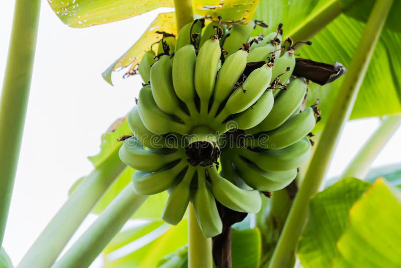 Bottom View of Banana Bunch of Raw on Banana Tree Stock Photo - Image ...