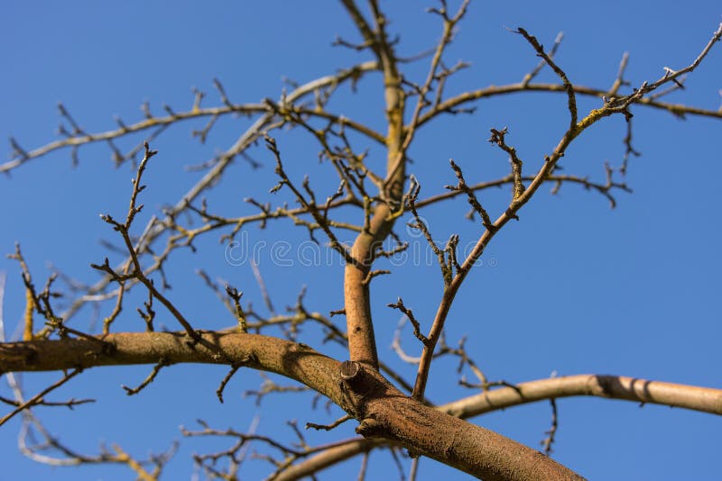 Bottom View of the Bare Branches of an Apple Tree Growing Against the ...