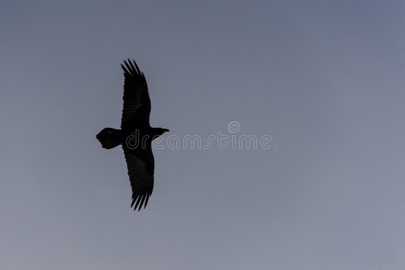 Flying alone stock photo. Image of nature, finding, bird - 136852518