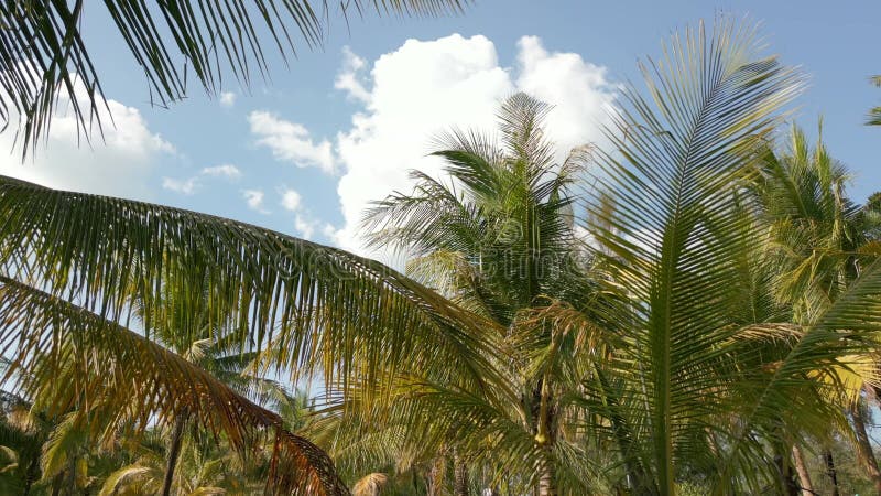 Bottom View of Beautiful Coconut Palm Trees Against the Backdrop of the ...