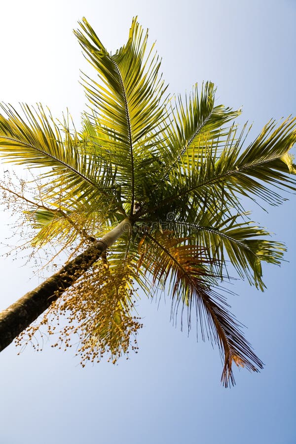 Bottom View on a Beautiful Palm Tree Against the Sky Stock Image ...