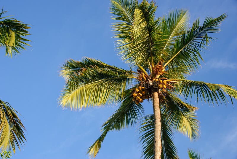 Bottom View of a Beautiful Palm Tree with Blue Sky Stock Image - Image ...