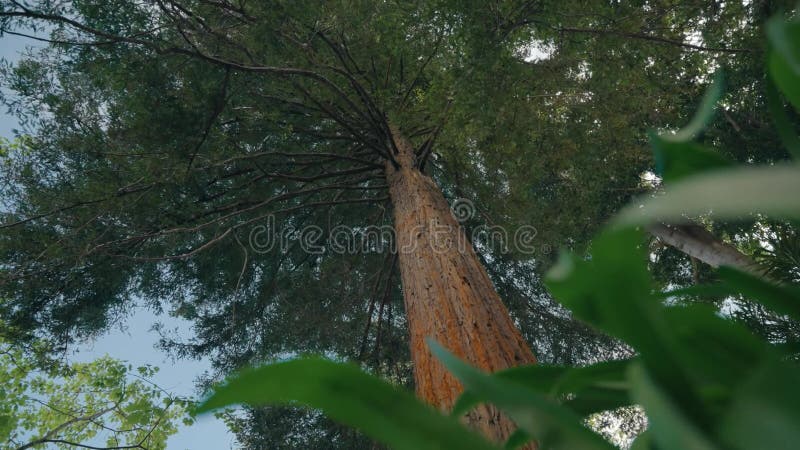 Bottom view of a big tree stock footage. Video of huge - 277717830