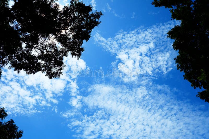 Bottom View of Big Tree with White Clouds and Blue Sky Background ...