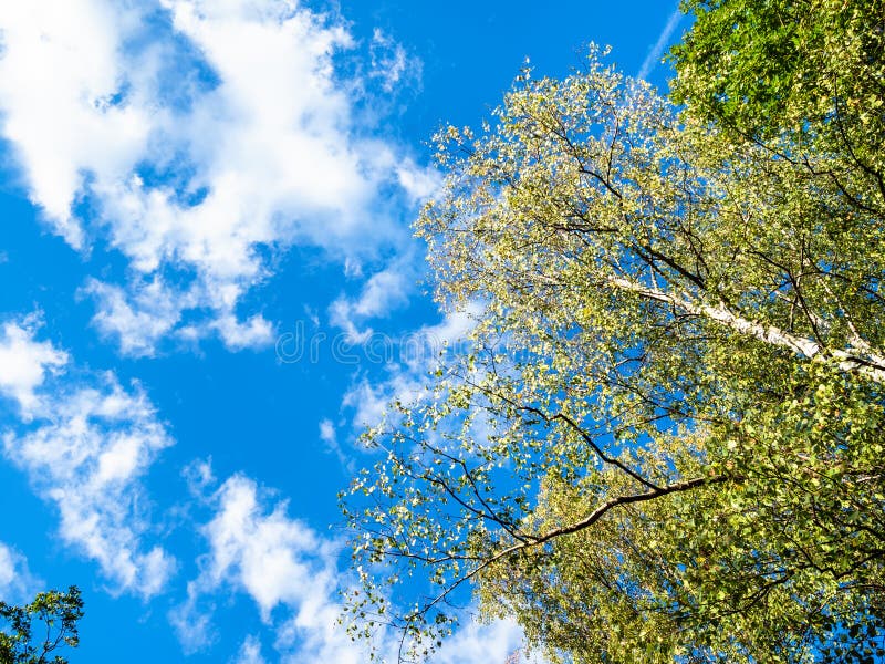 Birch Tree Top and White Clouds in Blue Sky Stock Image - Image of ...