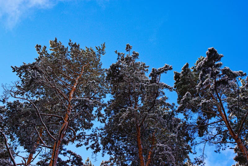 Bottom View of the Blue Sky and Tree Branches in the Snow. Winter View ...